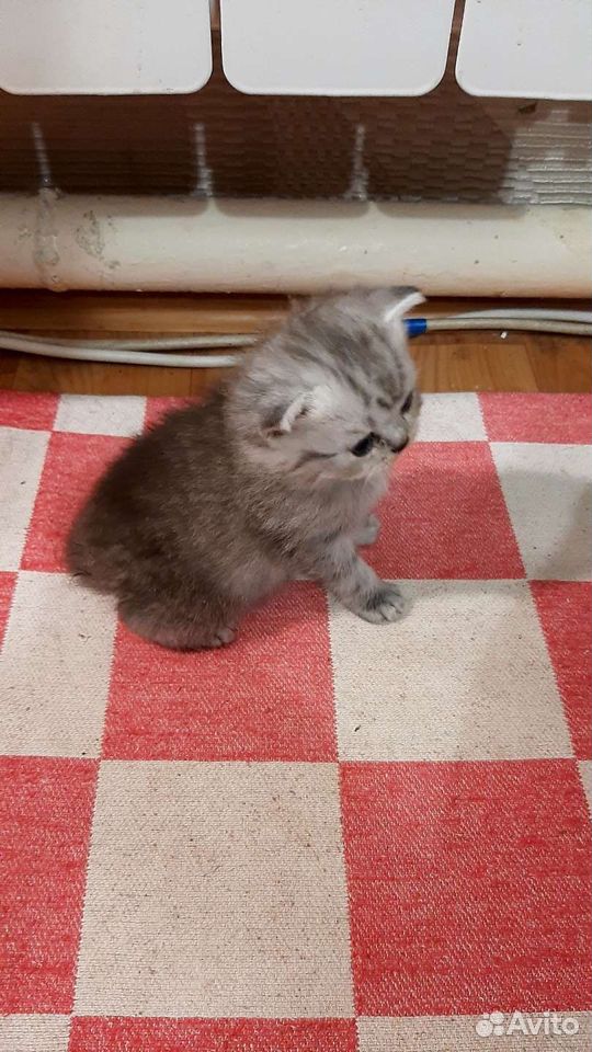 Катята персицкие