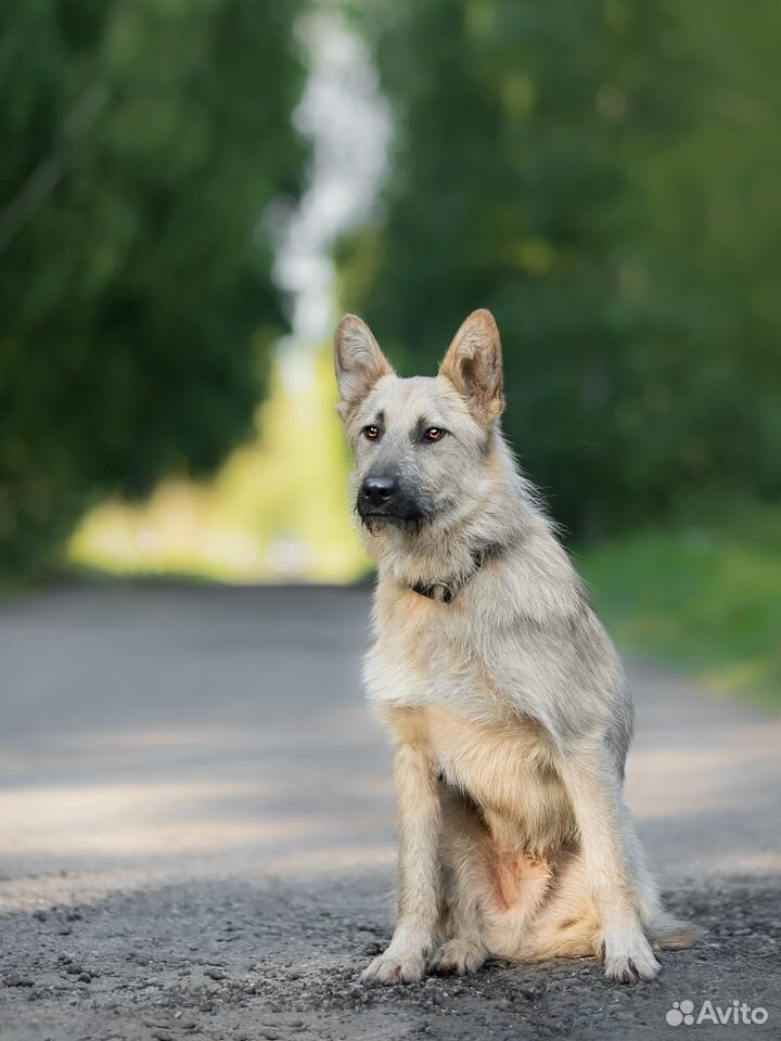 Снупи в добрые руки