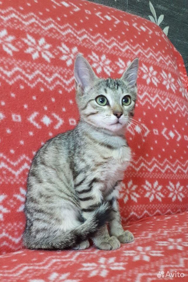 Арсений ищет дом