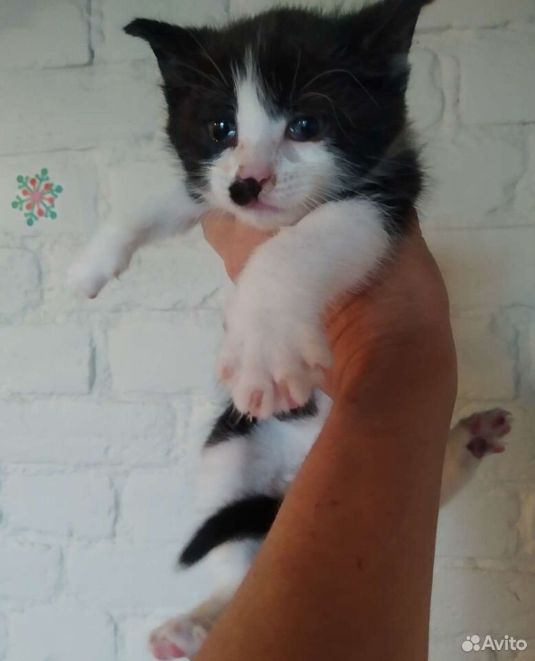 Котенок в добрые руки