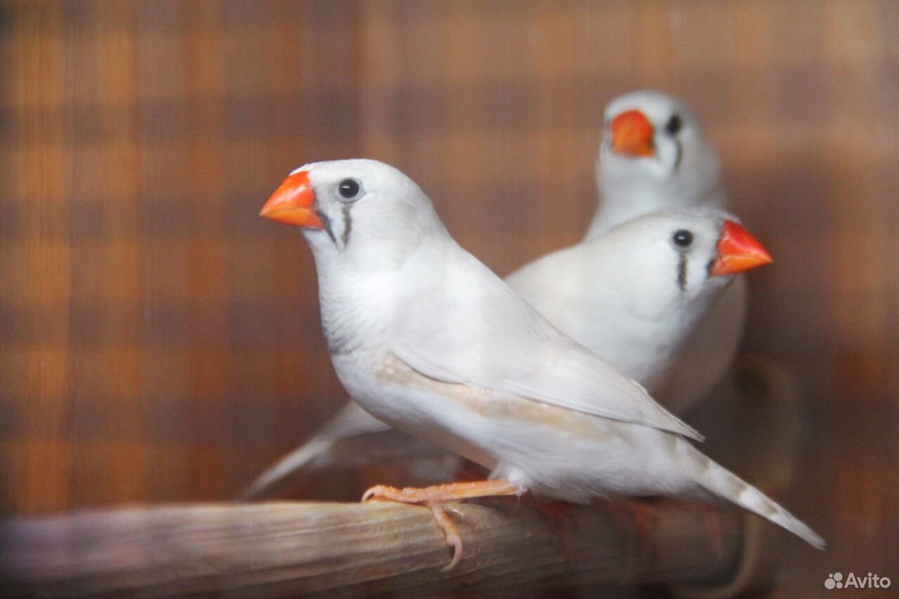 Продаются птенцы амадины