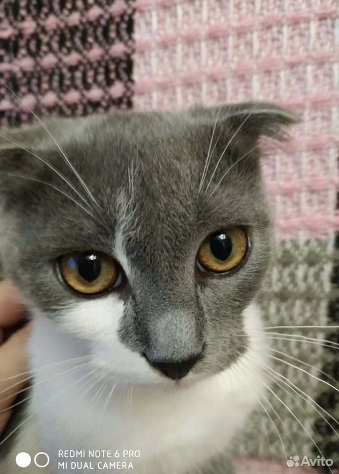 Котята от мамы вислоушки 4,5 месяца в добрые руки