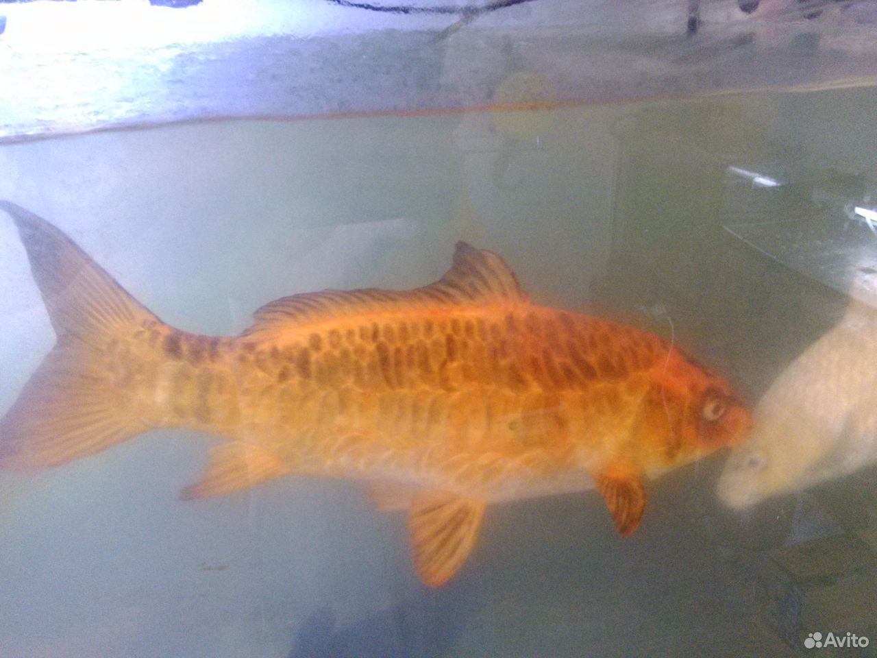 Два карпа кои бесплатно