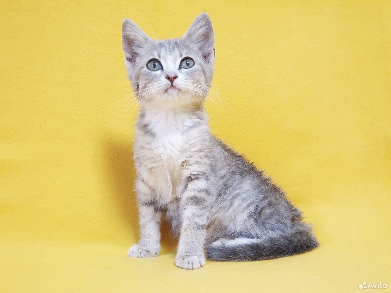 В поиске семьи няшечка-мурмяшечка