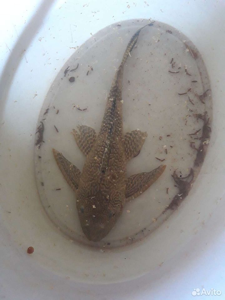 Сом порчевый