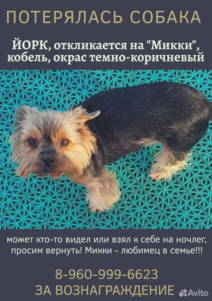Потерялась Собака, Йорк