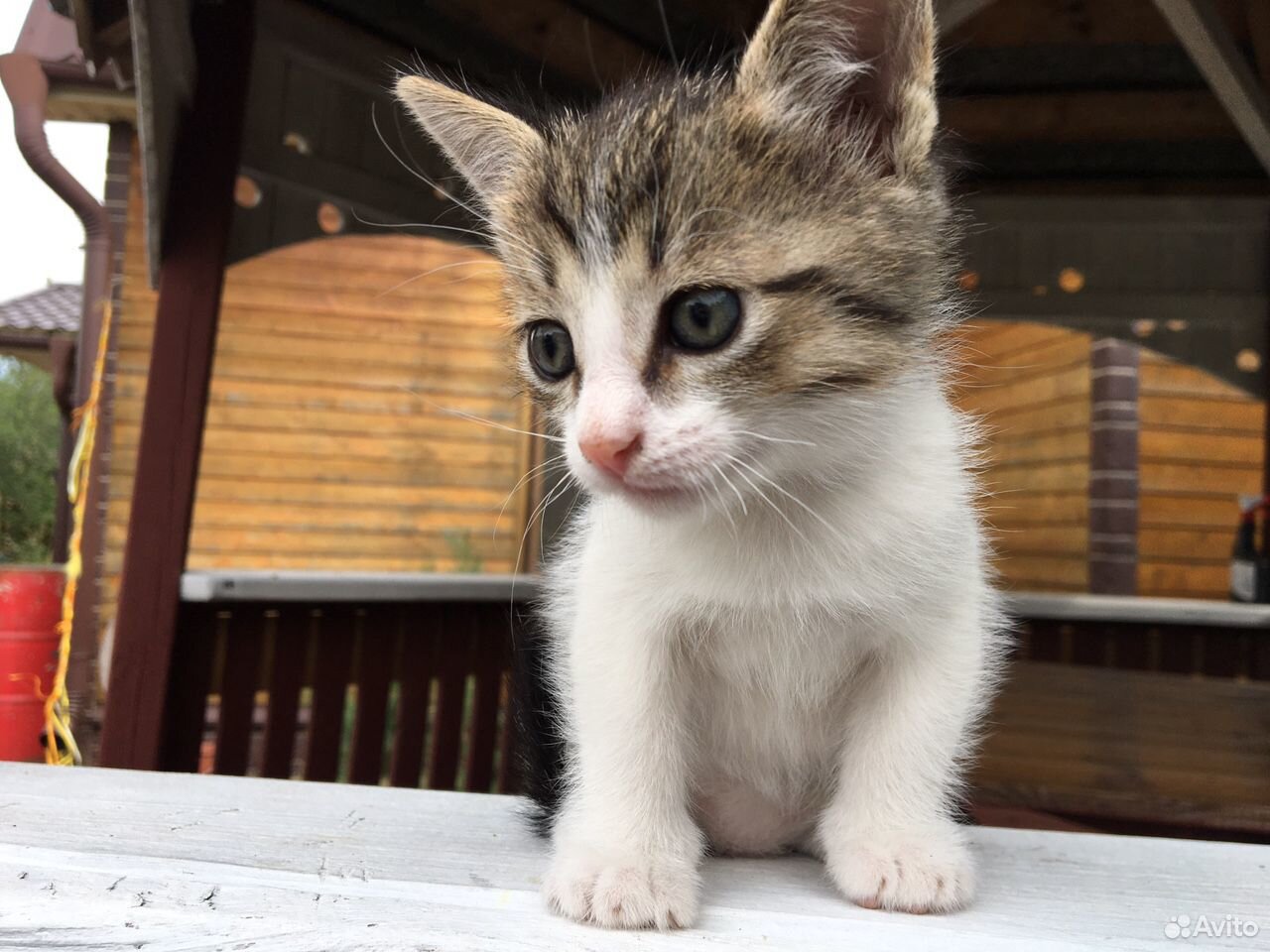 Симпатяги-котята ищут дом. Корм, лотки и миски - в