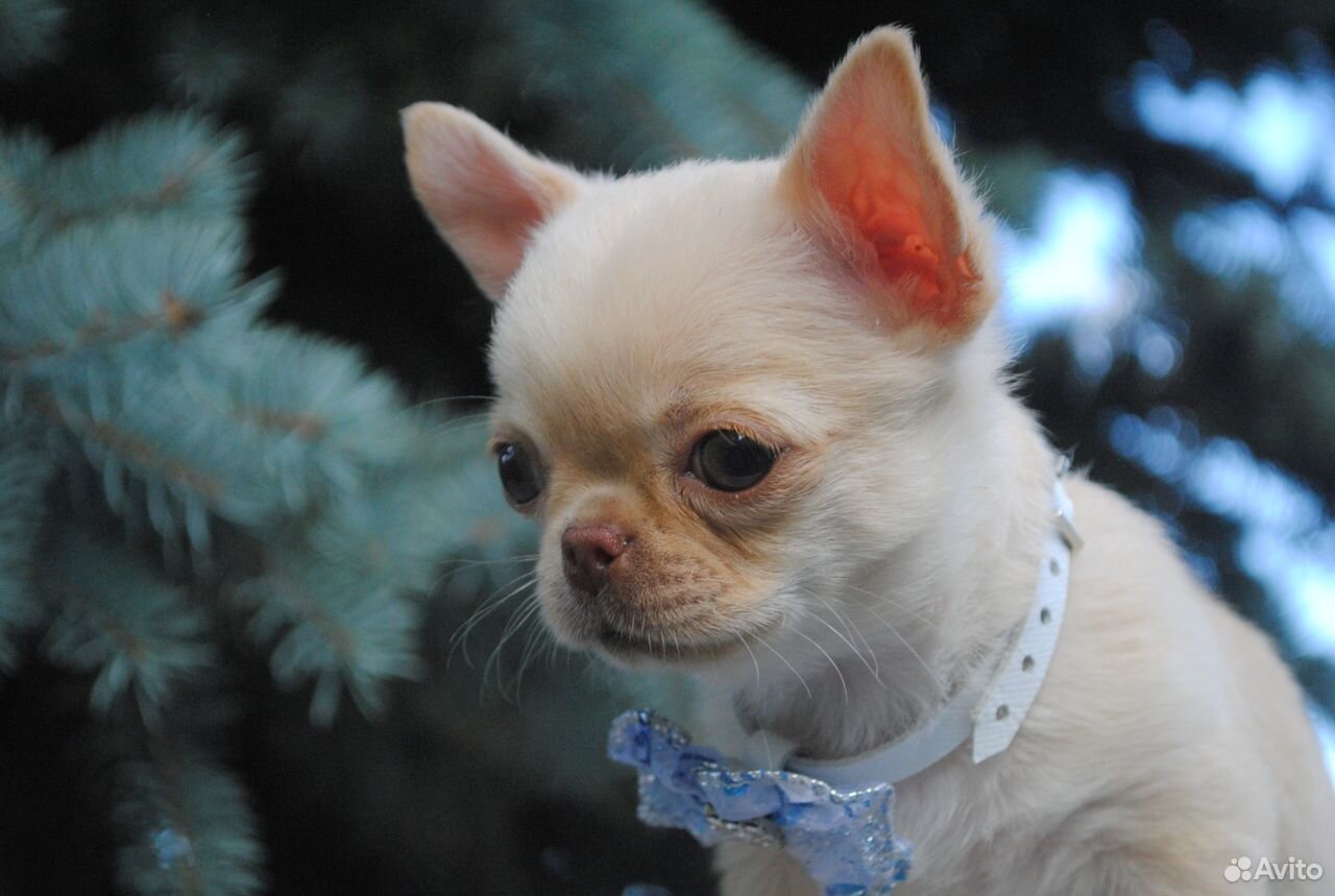 Кремовая принцесса