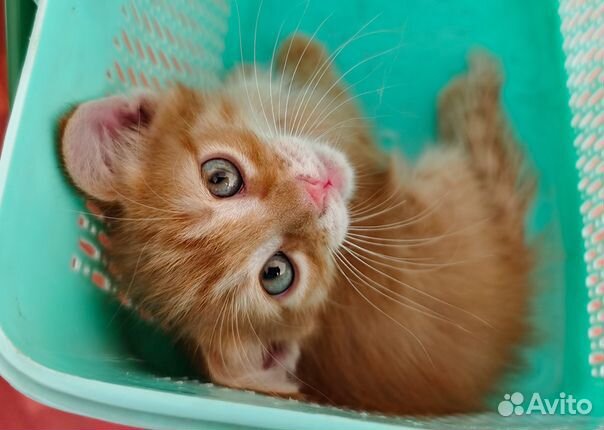 Котята крендель и вишенка