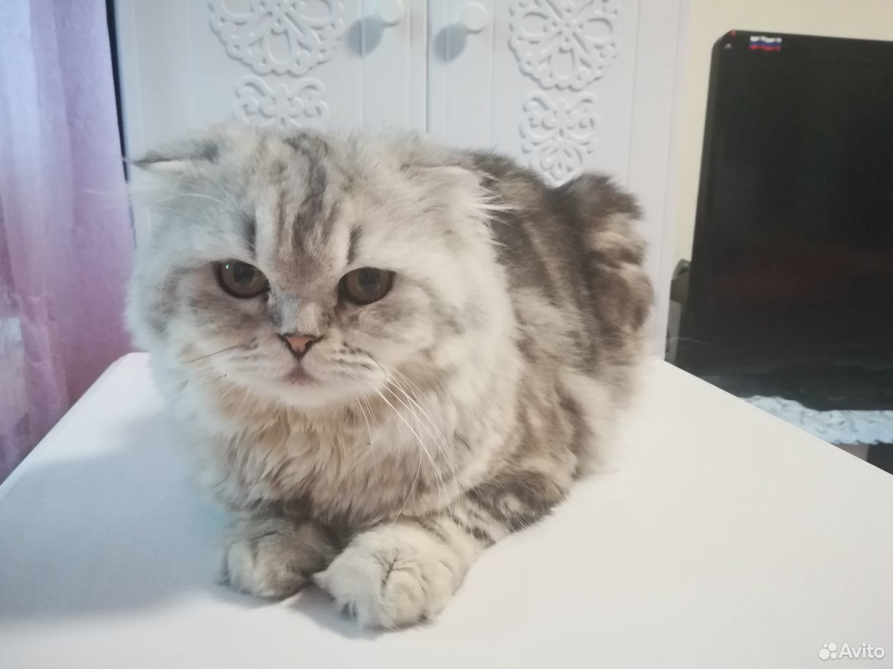 Хайленд фолд (котик) серебристый мраморный