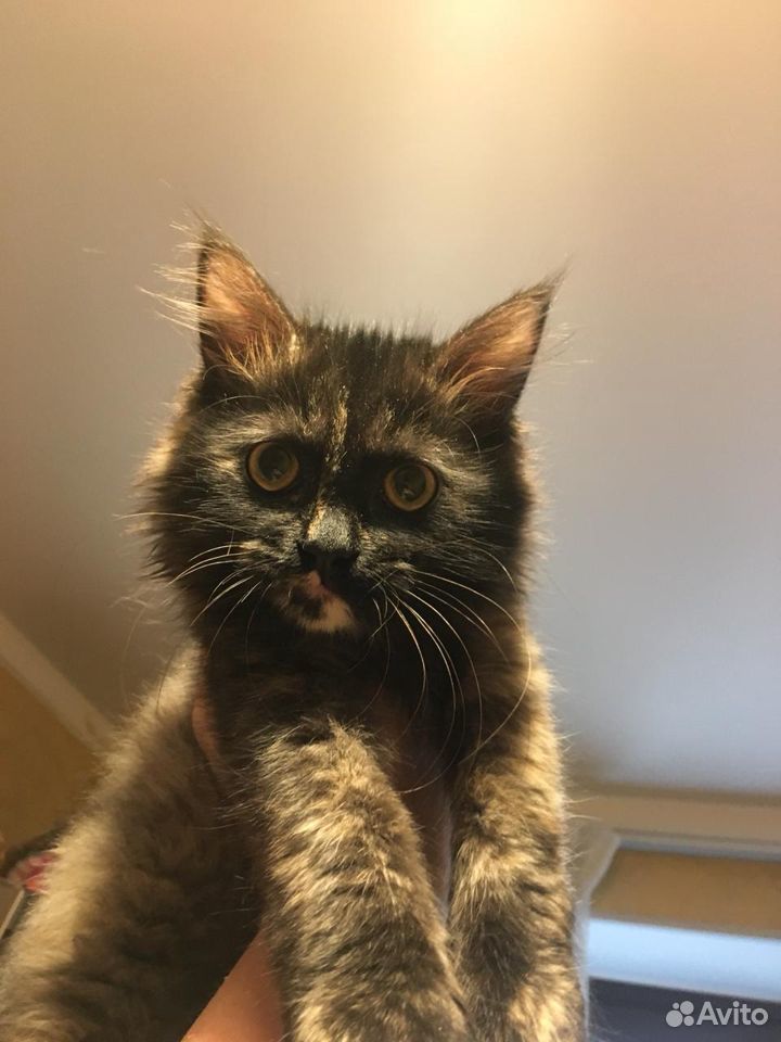 Котенок Чуча