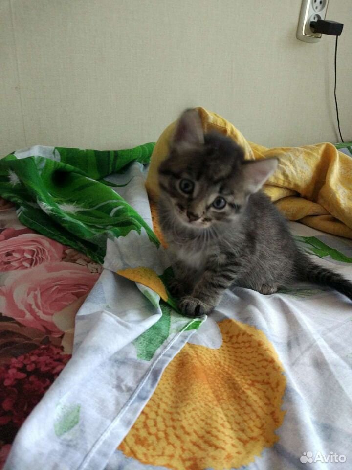 Котенок (бесплатно)