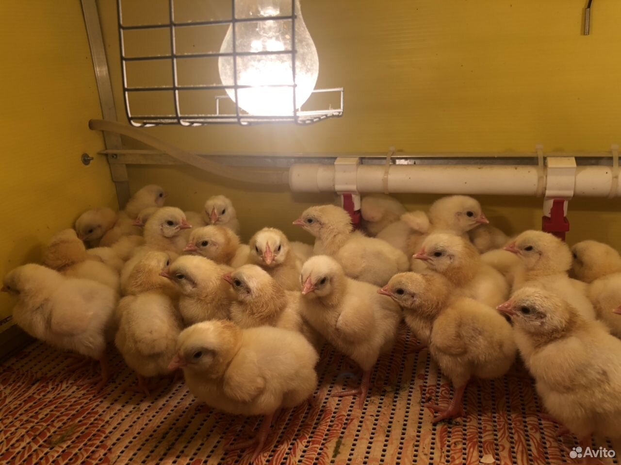 Цыплята кобб-500
