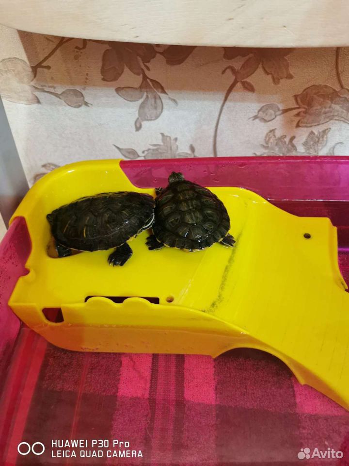 Черепашки бесплатно