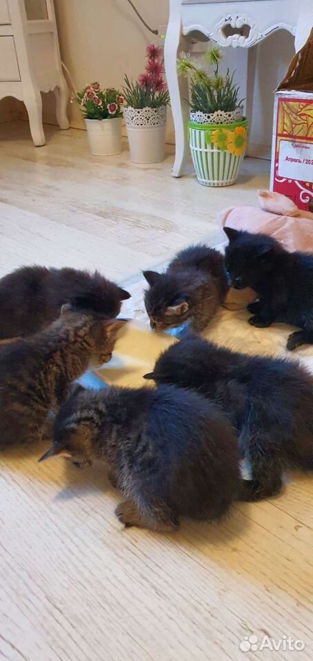 Котята