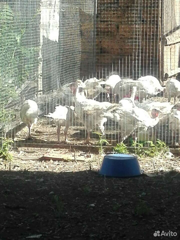 Обмен,порода хайбрид,на овец