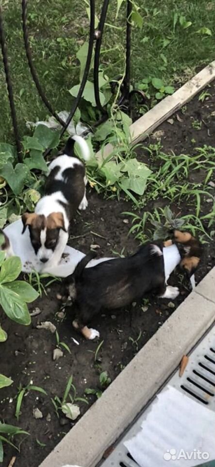 Щенки дворянина