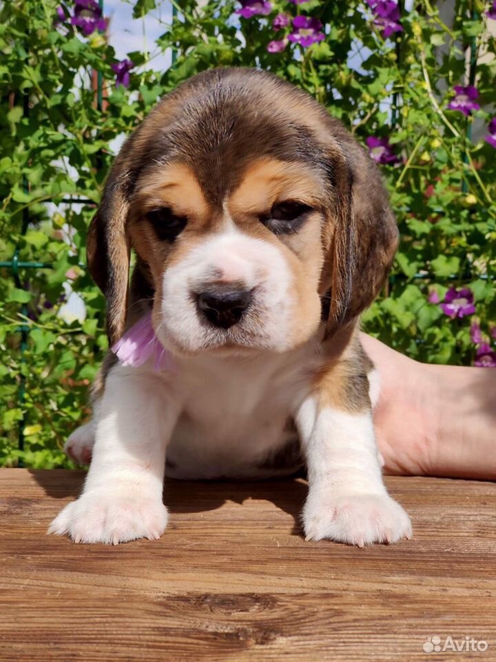 Бигль щенки