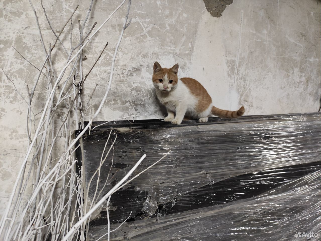 Привет, я котенок со склада (хочу в добрые руки)
