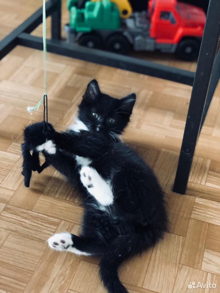 Котодевочка в добрые ручки