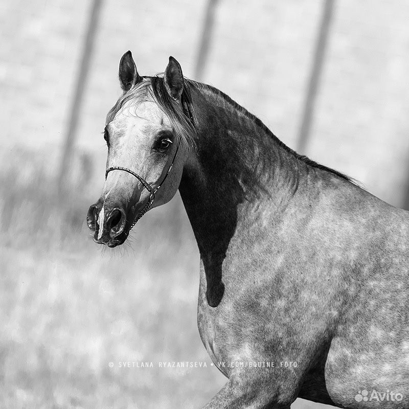 Арабская кобыла на продажу