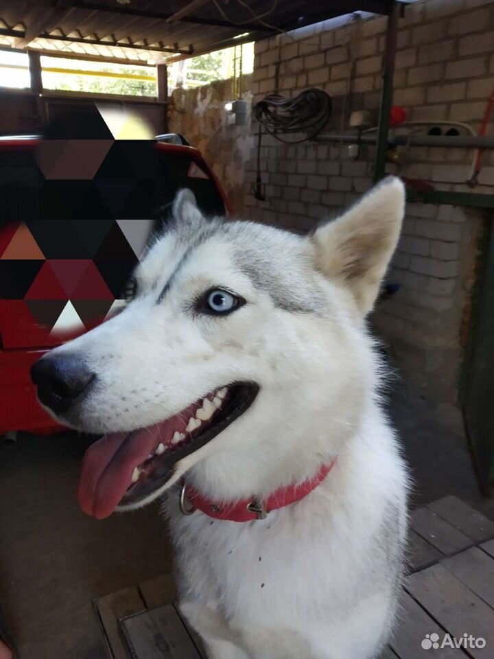 Найден щенок Сибирский хаски