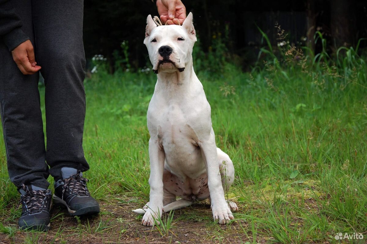 Шикарная девочка dogo argentino