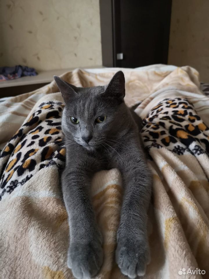 Русская голубая