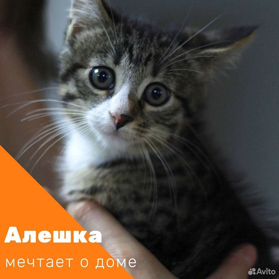 Котенок Алёшка, мальчик 2 месяца
