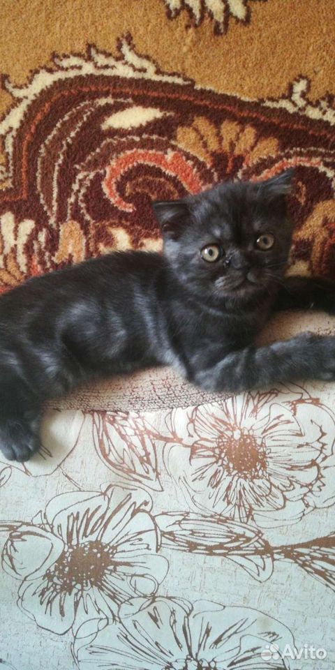 Продам котика,экзот