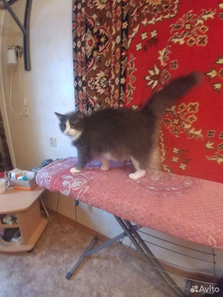 Отдам кота 10 лет в хорошие руки