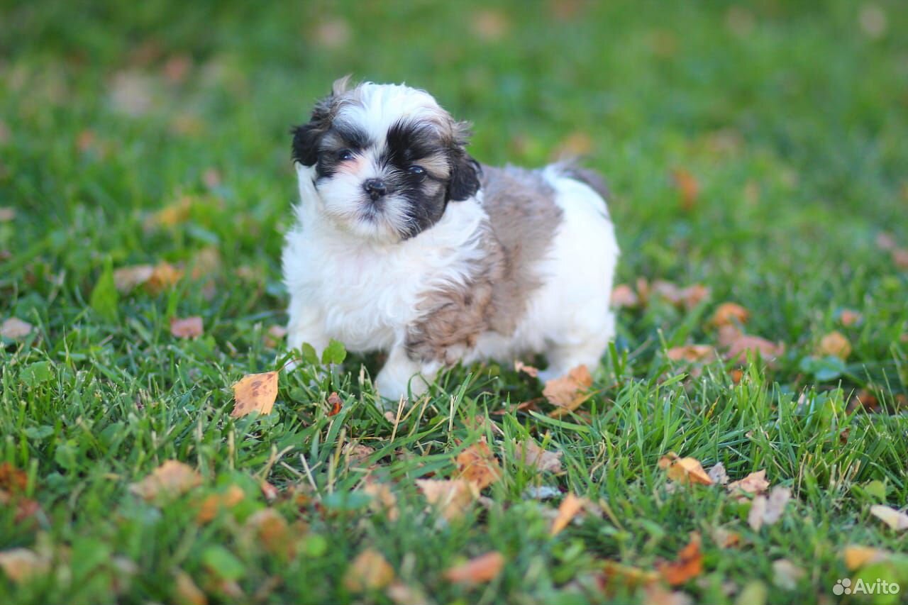 Влюбленный Красавец