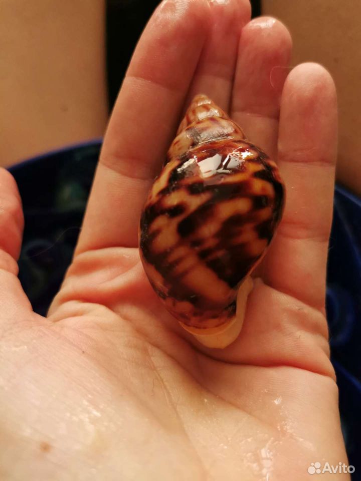 Улитки Achatina Fulica albino body