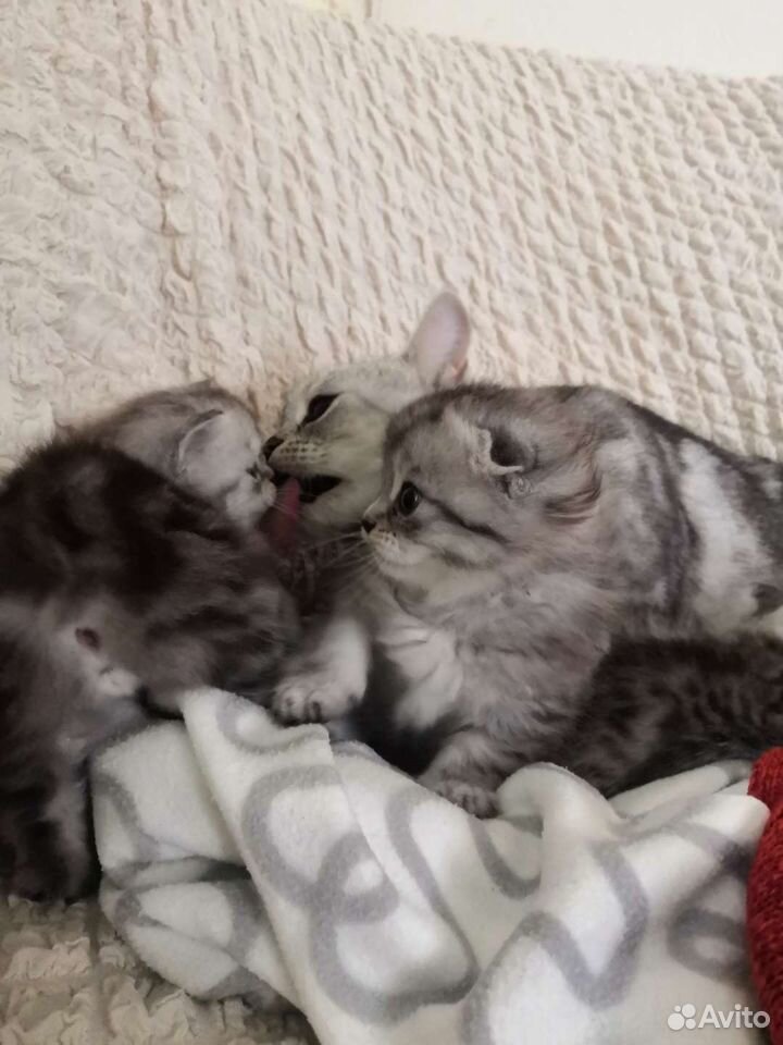 Котята - шотландцы