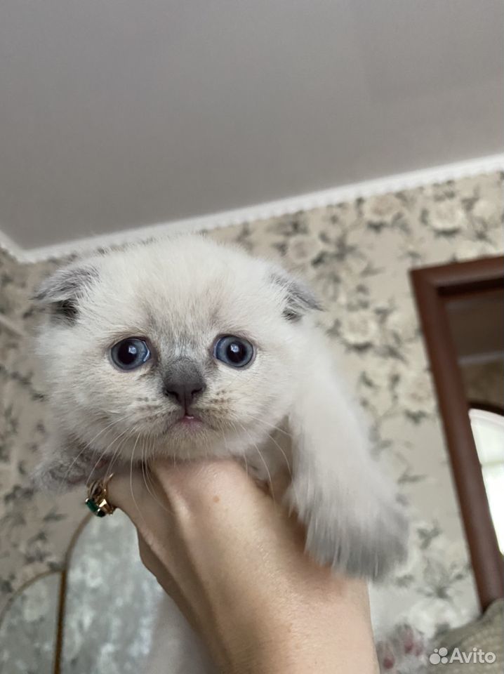 Девочка вислоушка