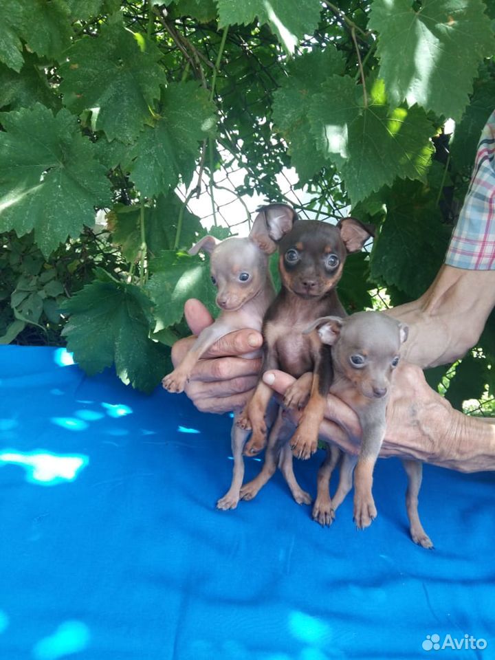 Щенки той-терьера