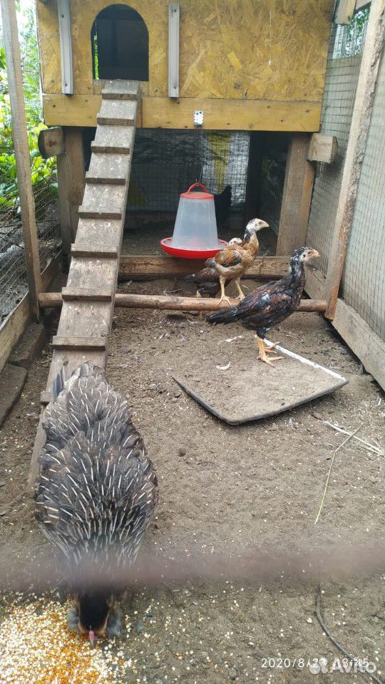 Петушки бойцы Шамо