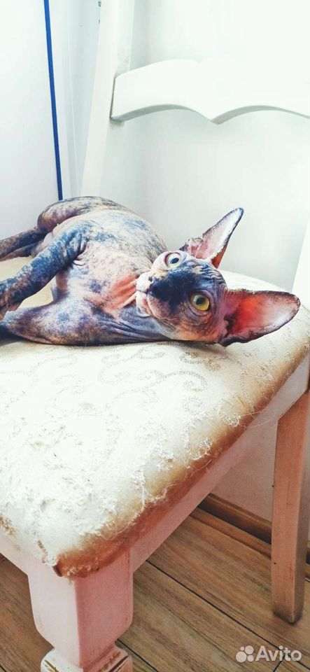 Канадский сфинкс