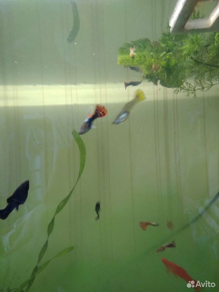Мольков гуппи меченосца