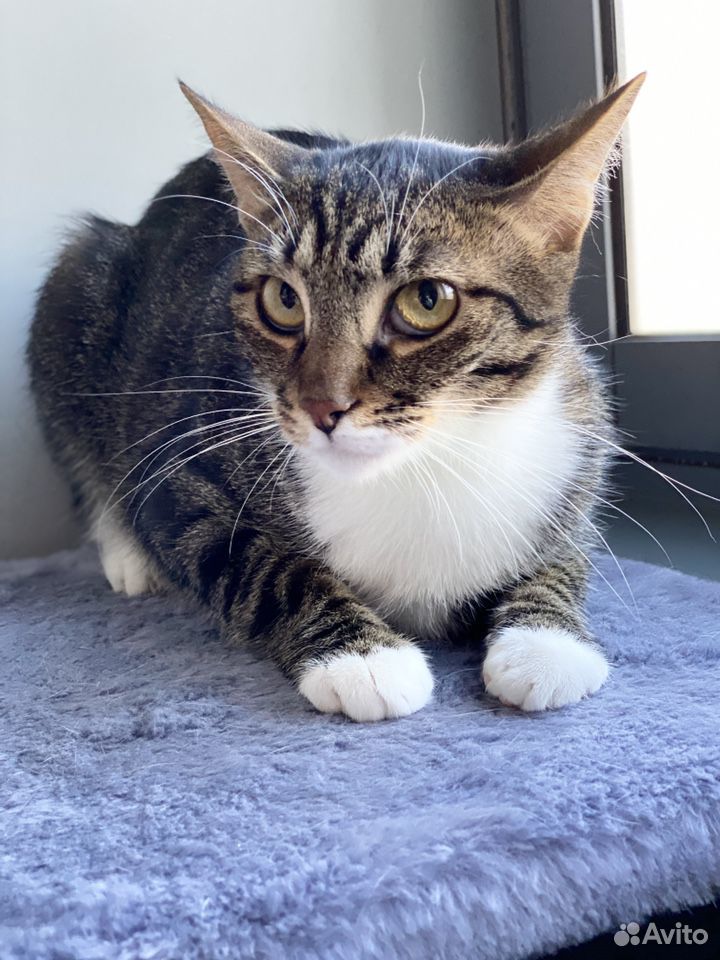 Скореекотят выселяют Джонси Котёнок в дар