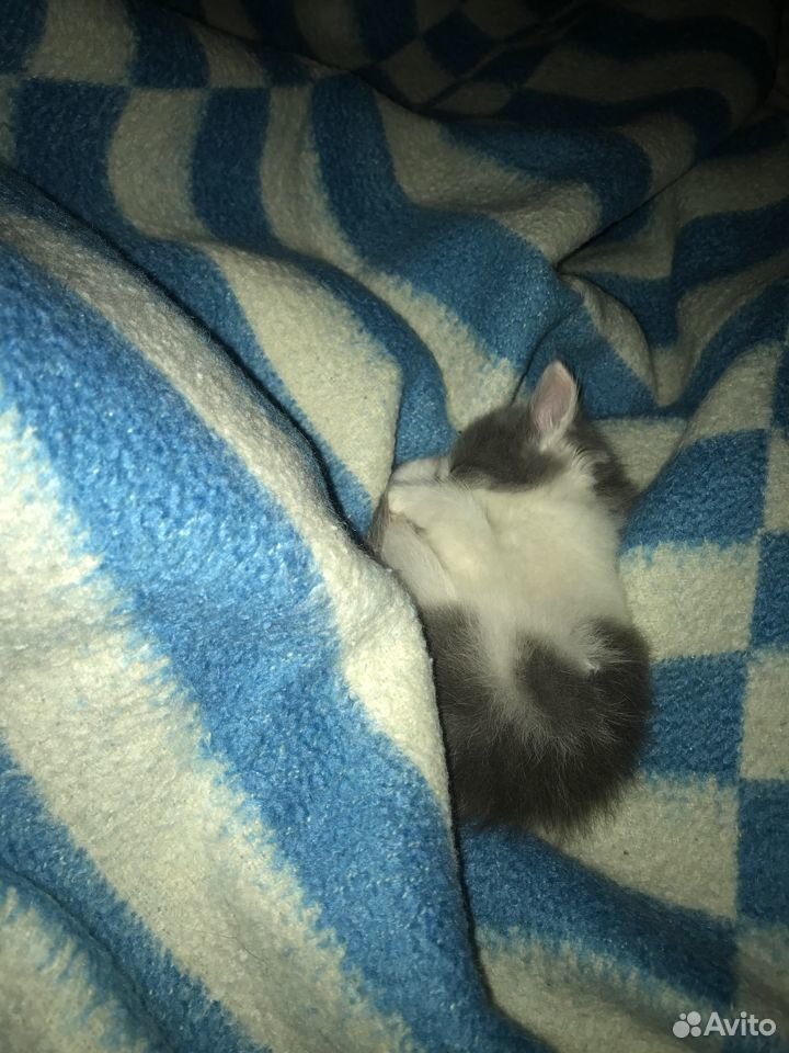 Отдам кота. Возраст 2месяца