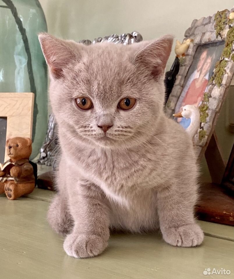 Британская кошечка 2,5 месяца