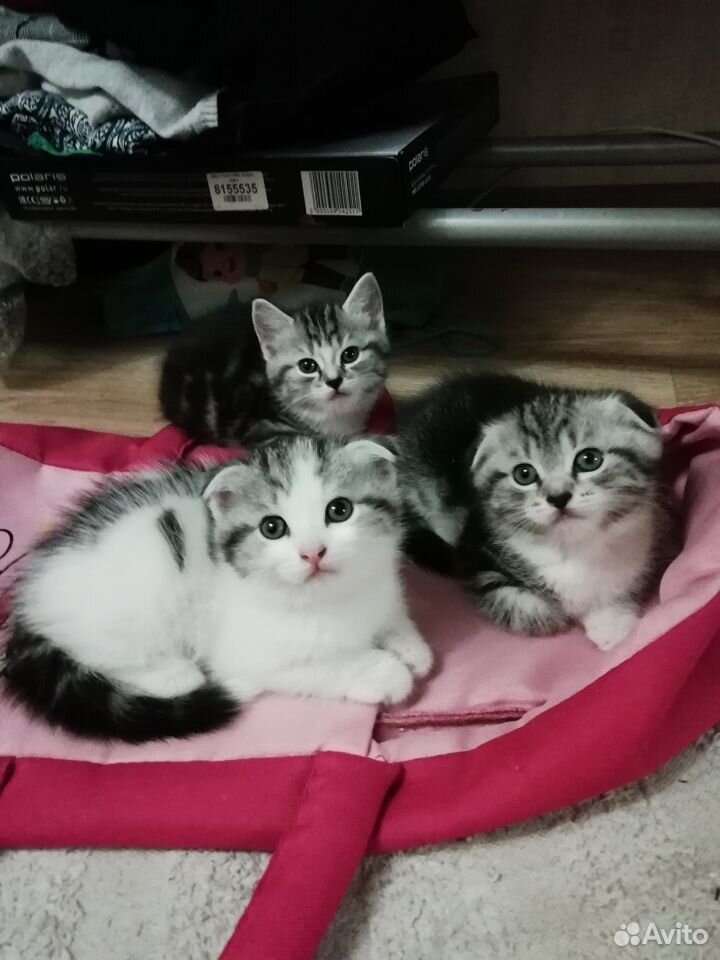 Котята метисы бесплатно