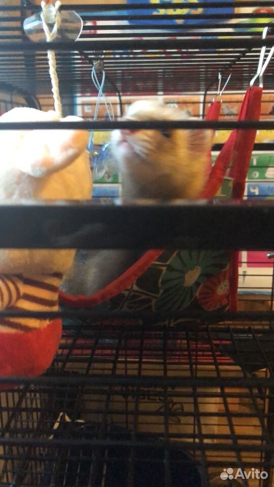 Хорёк в добрые руки