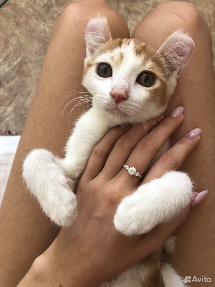 Котенок Американского Керла