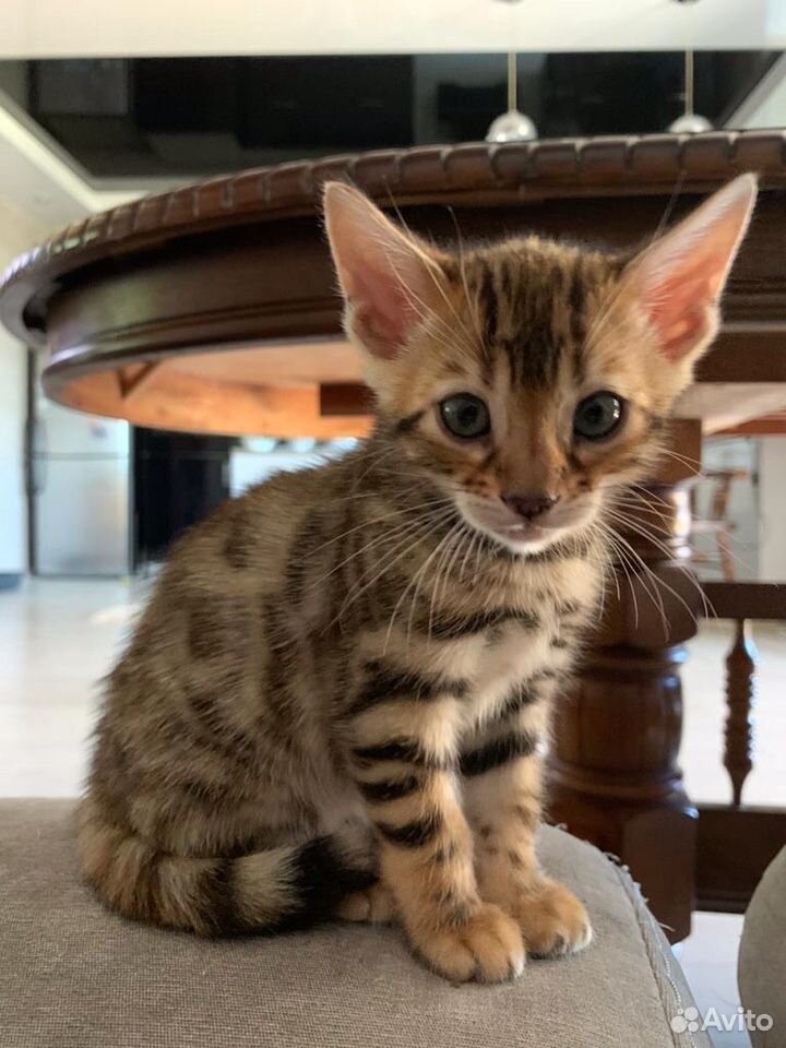 Бенгальская кошка