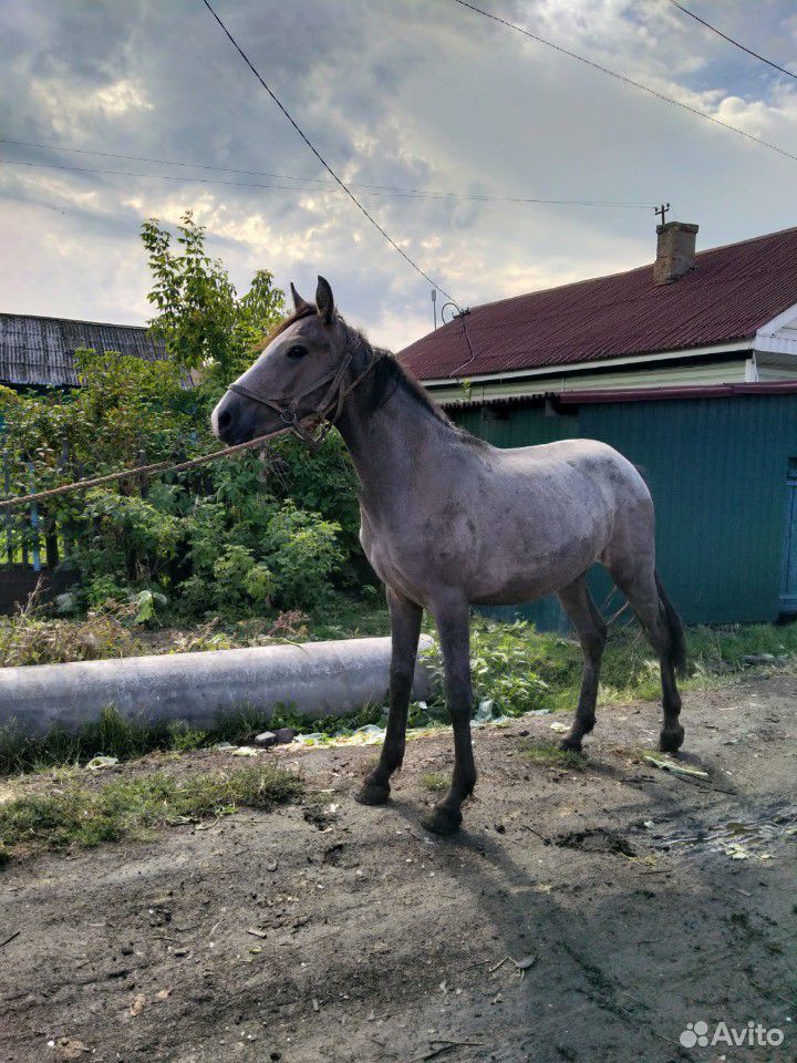 Жеребец