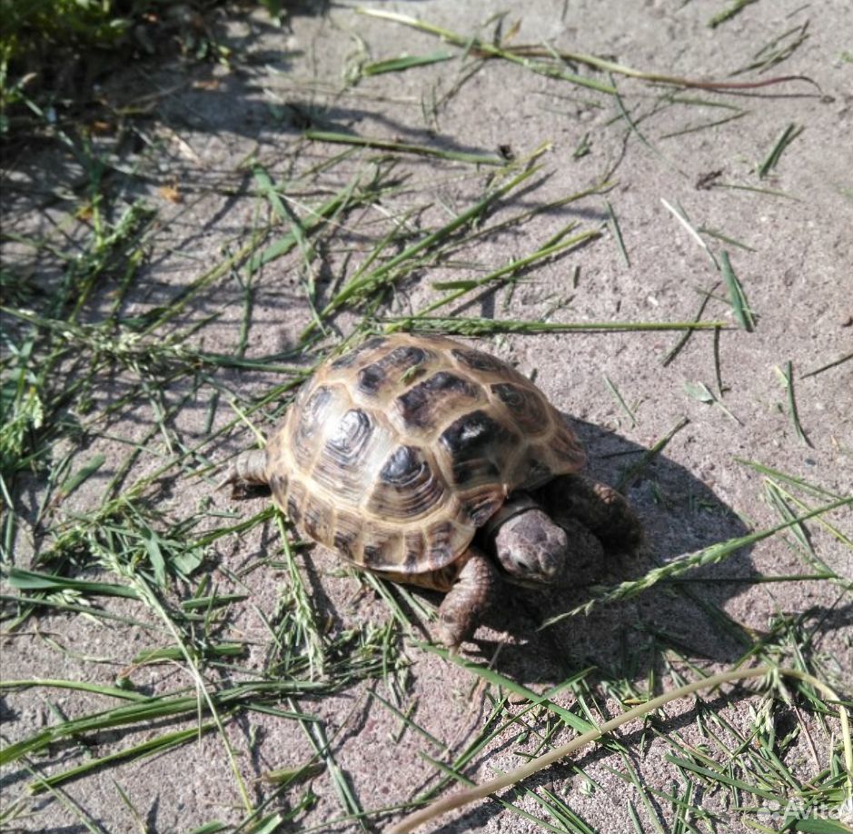 Сухопутная Черепаха