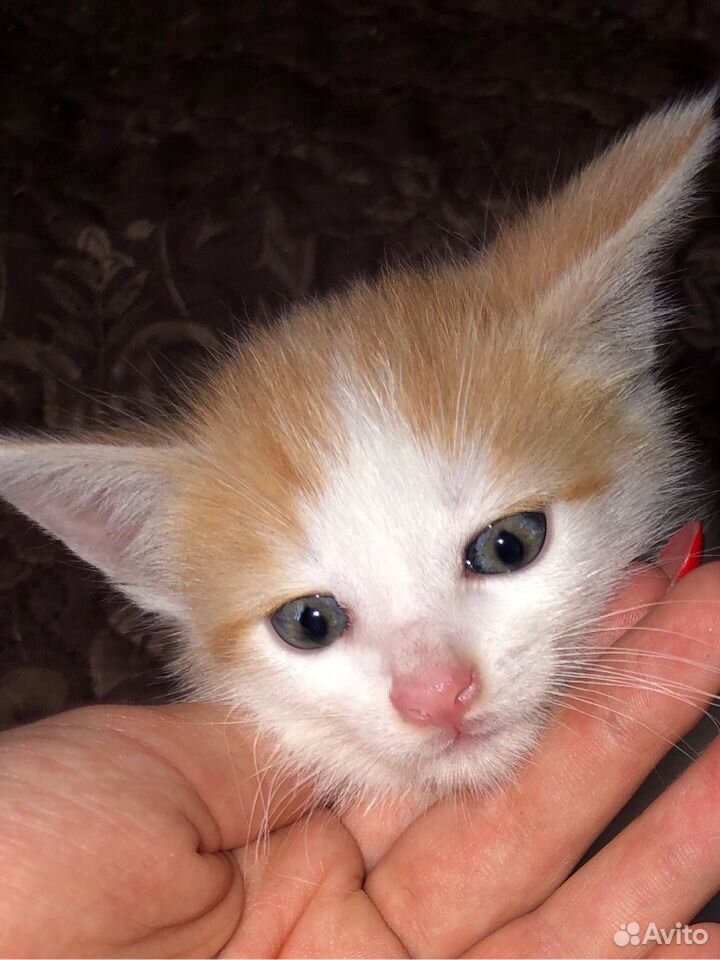 Котёнок (мальчик )