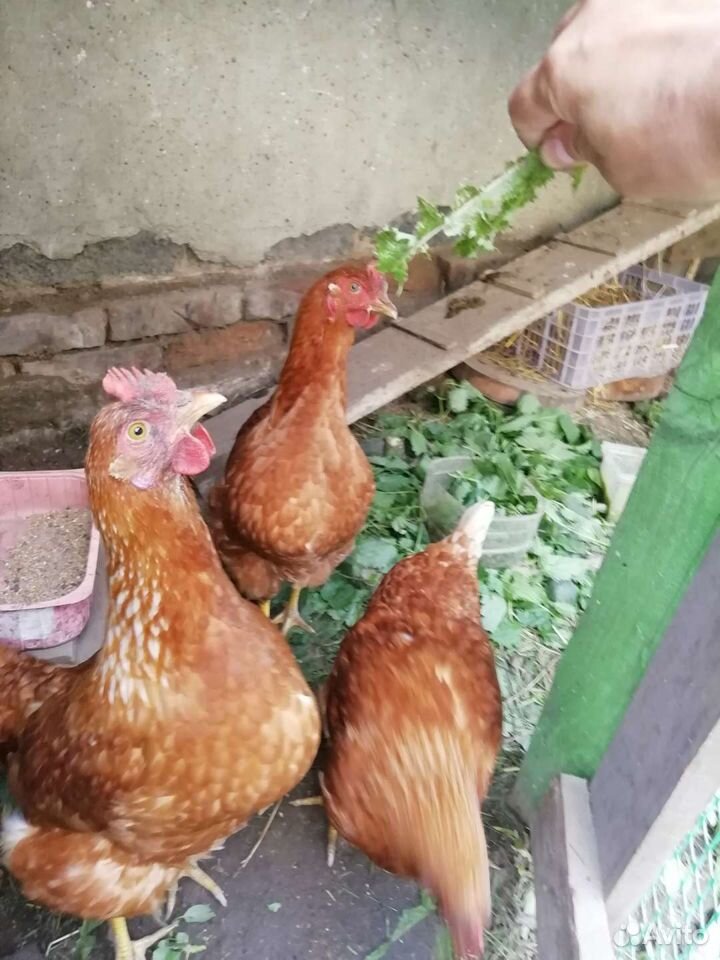 Курочки несушки 3шт